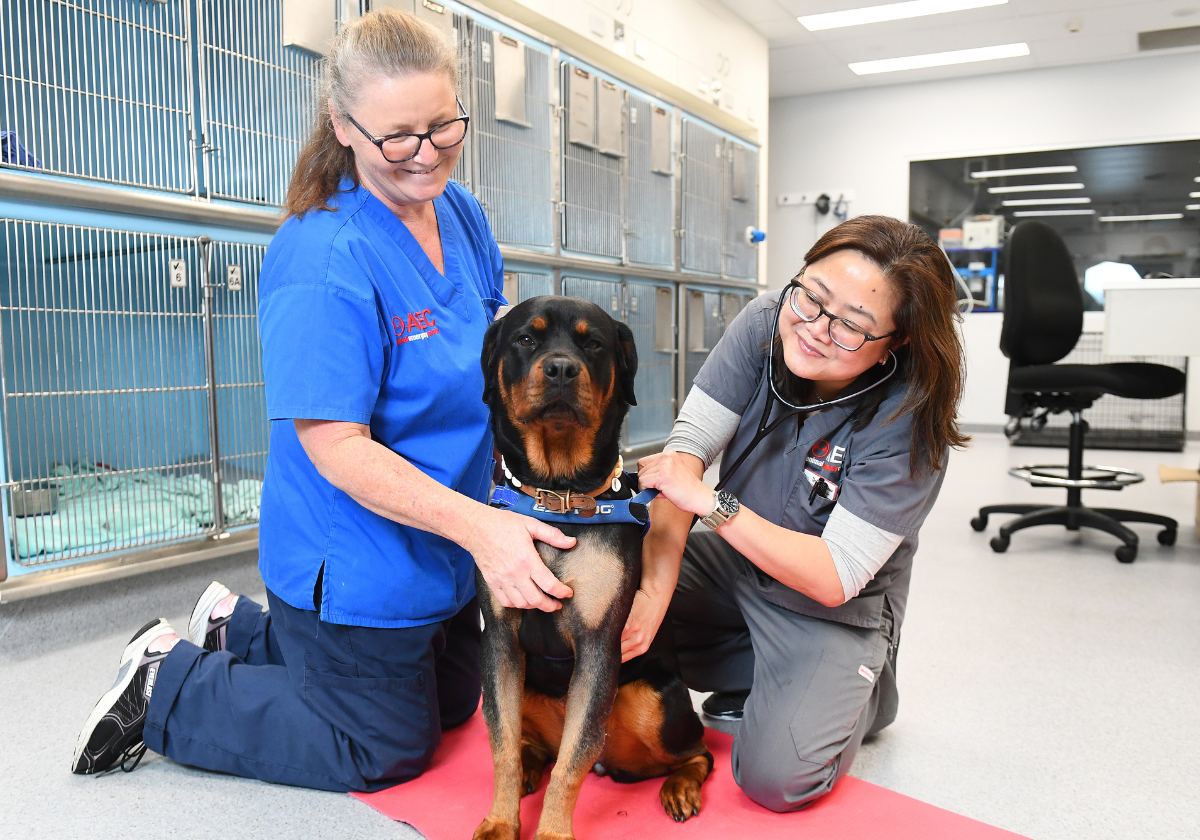 Emergency Vets & Animal Hospitals in Melbourne - Open 24Hrs